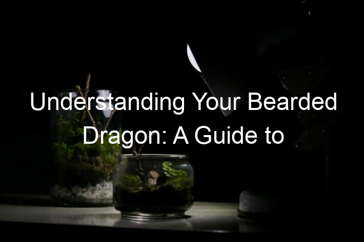 Understanding Your Bearded Dragon: A Guide to Their Body Language ...